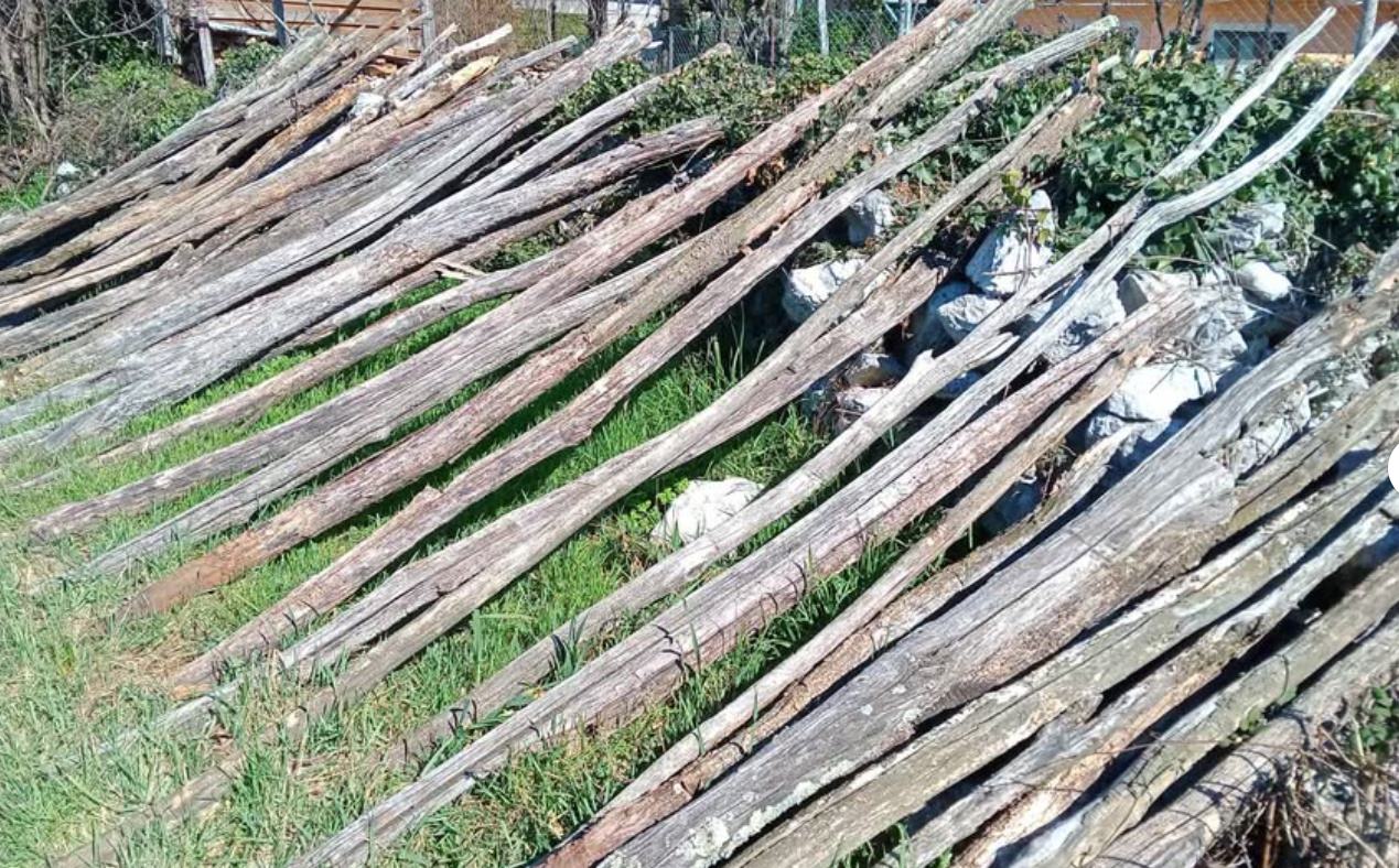 koli rabljeni akacija dekorativni zelooo trdi cca 1.7m