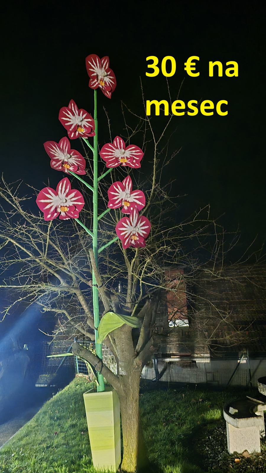 Mlaj - roža zelooooooooooooo velika