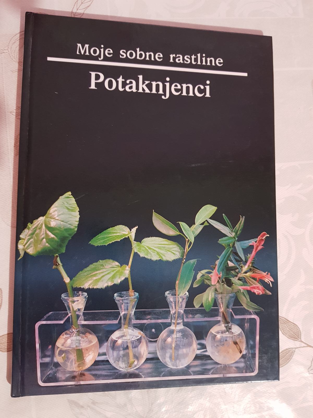 MOJE SOBNE RASTLINE: POTAKNJENCI