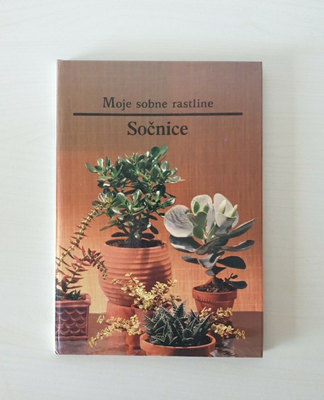 Sobne rastline : Sočnice
