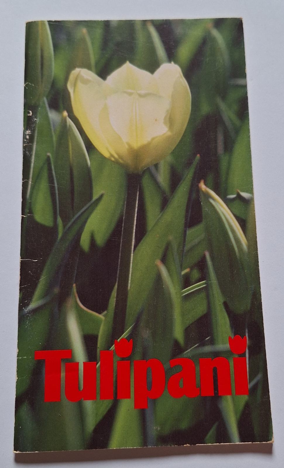 Tulipani
