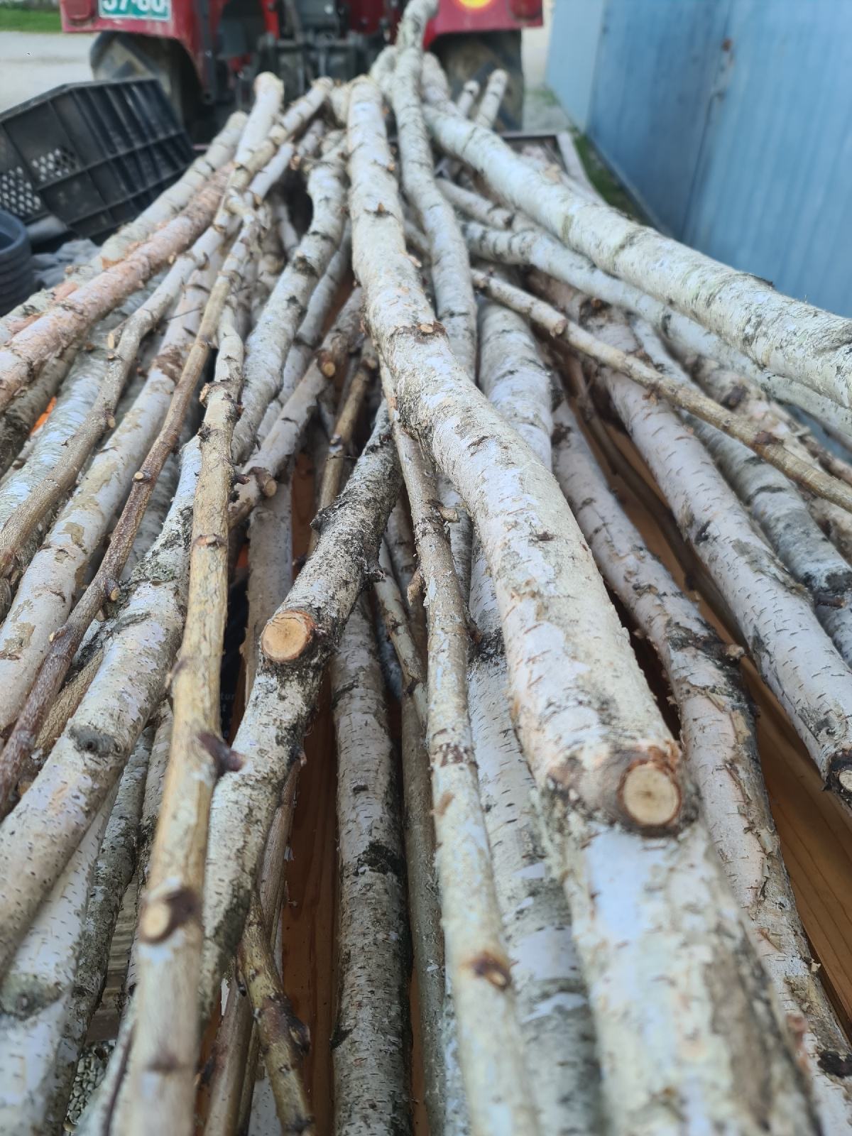 BREZA, brezove veje - brezova debla