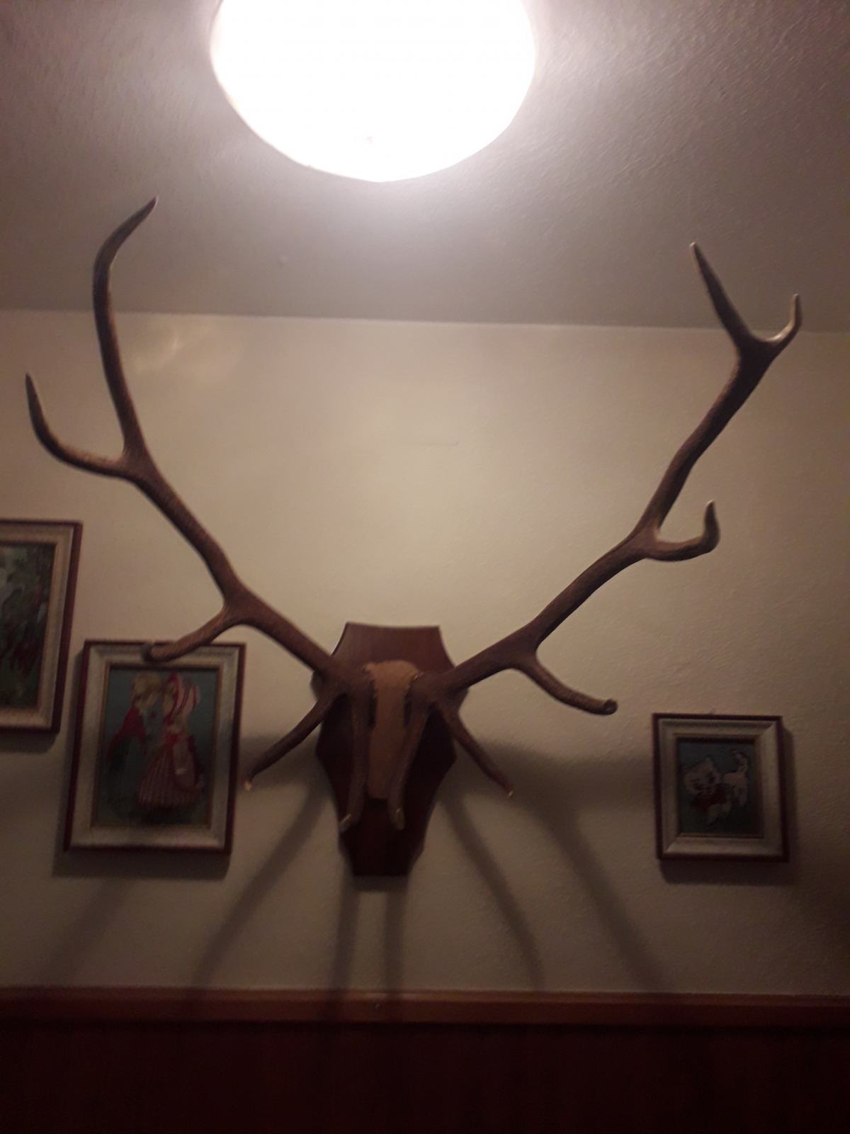 Rogovje dvanajsteraka prodam