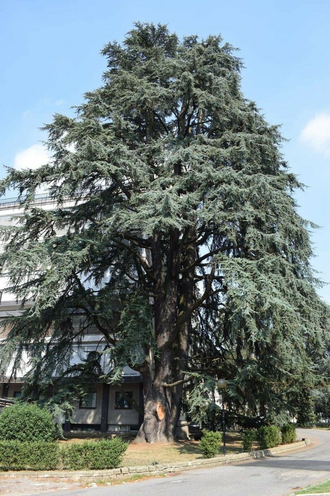 Atlaška cedra (Cedrus atlantica), 40 cm
