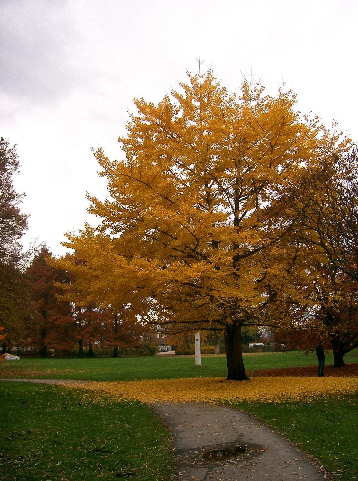 Ginko (Ginkgo biloba)