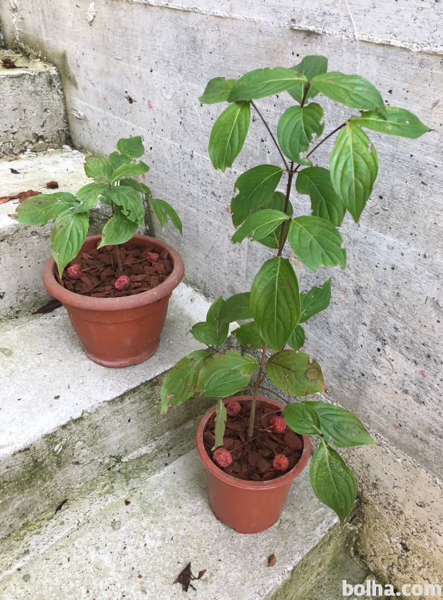 Japonski dren, sadika