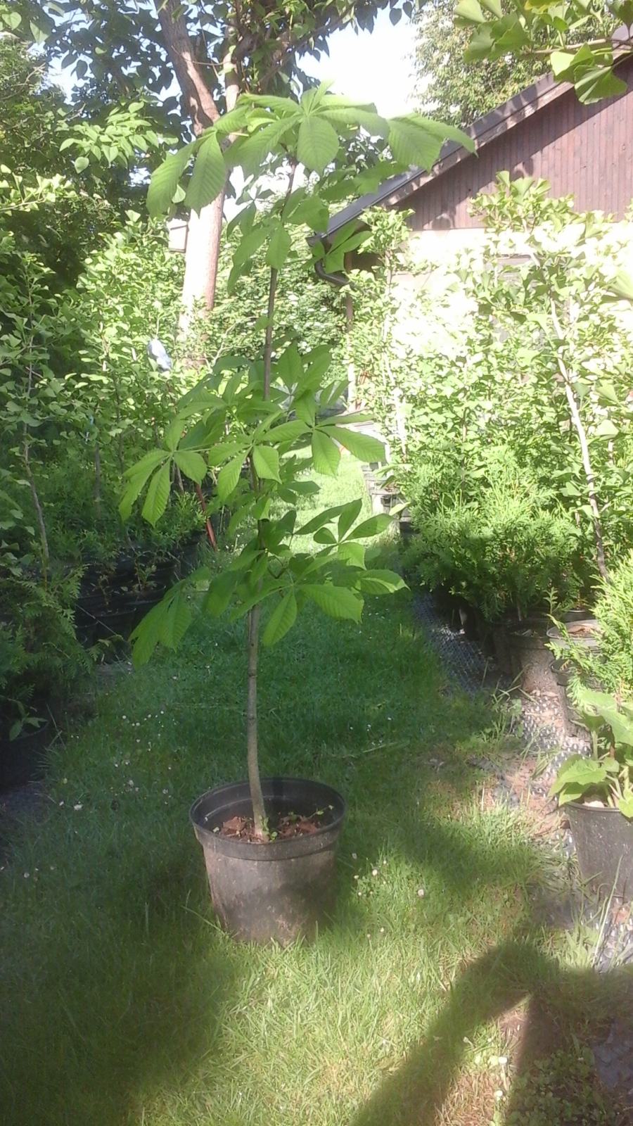 Divji kostanj (Aesculus hippocastanum)