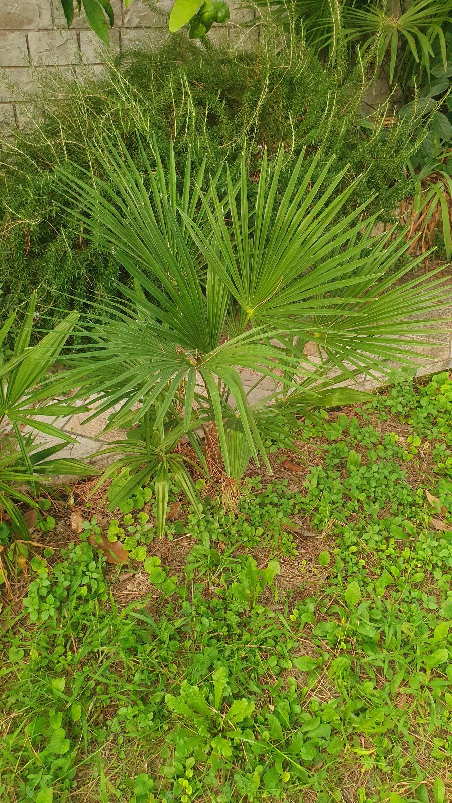 Palme