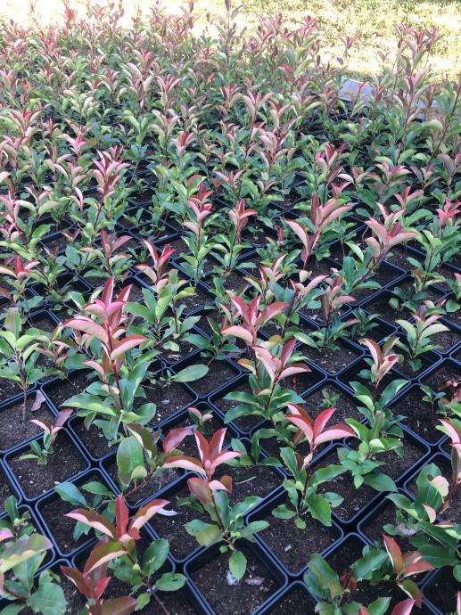 PHOTINIA Red Robin za žive meje