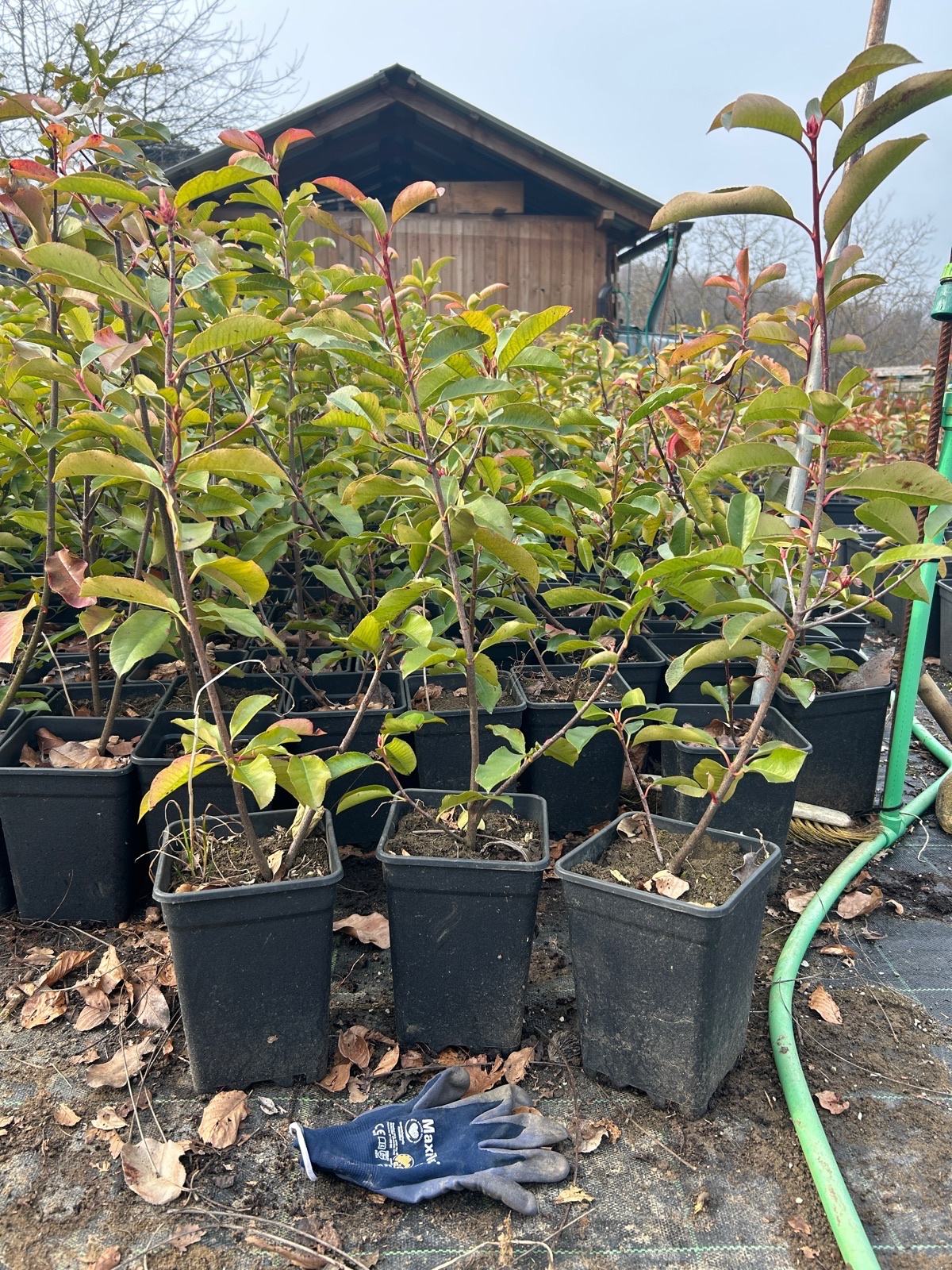 PHOTINIA Red Robin za žive meje
