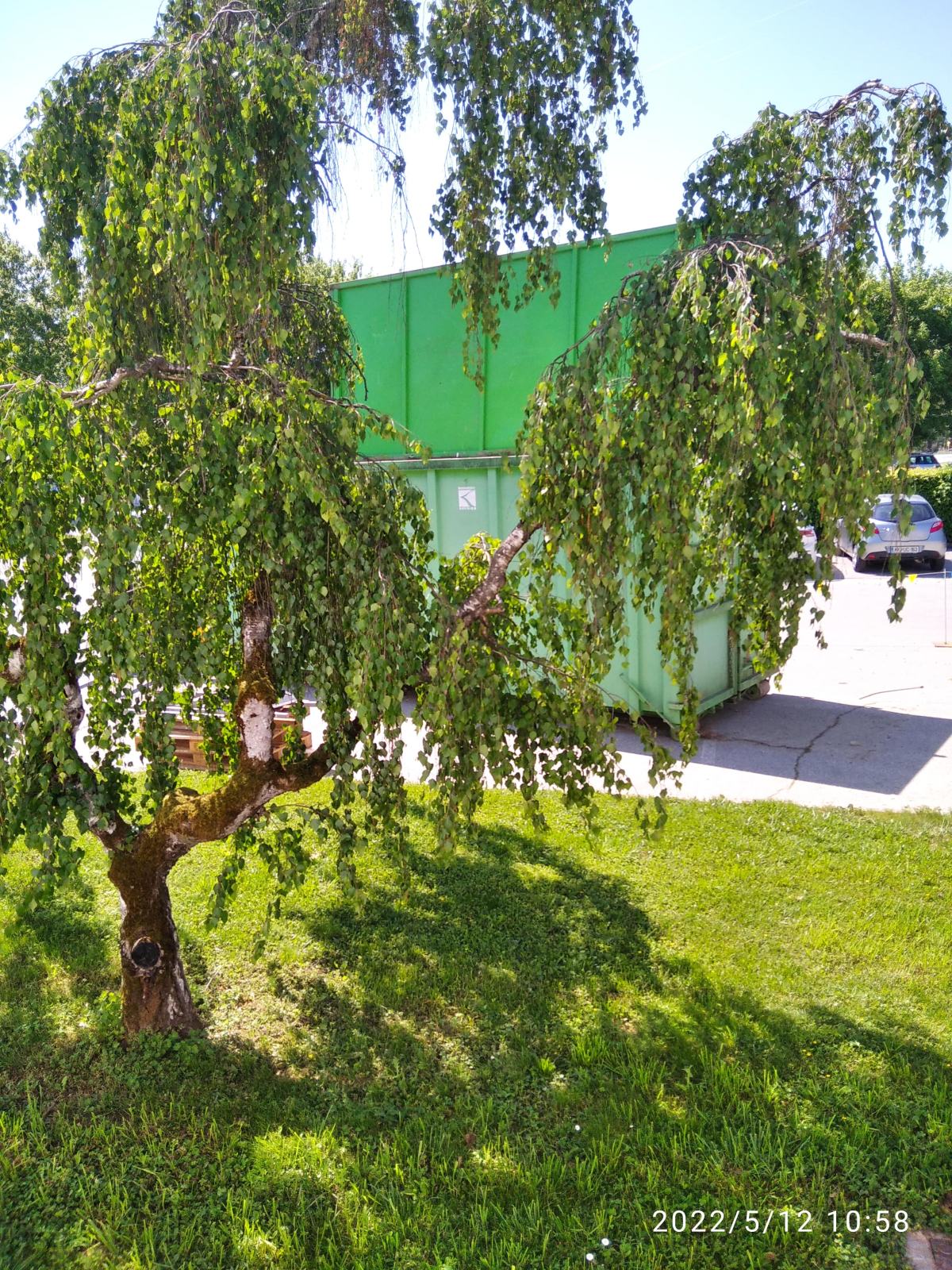 Prodam sadike OKRASNE BREZE