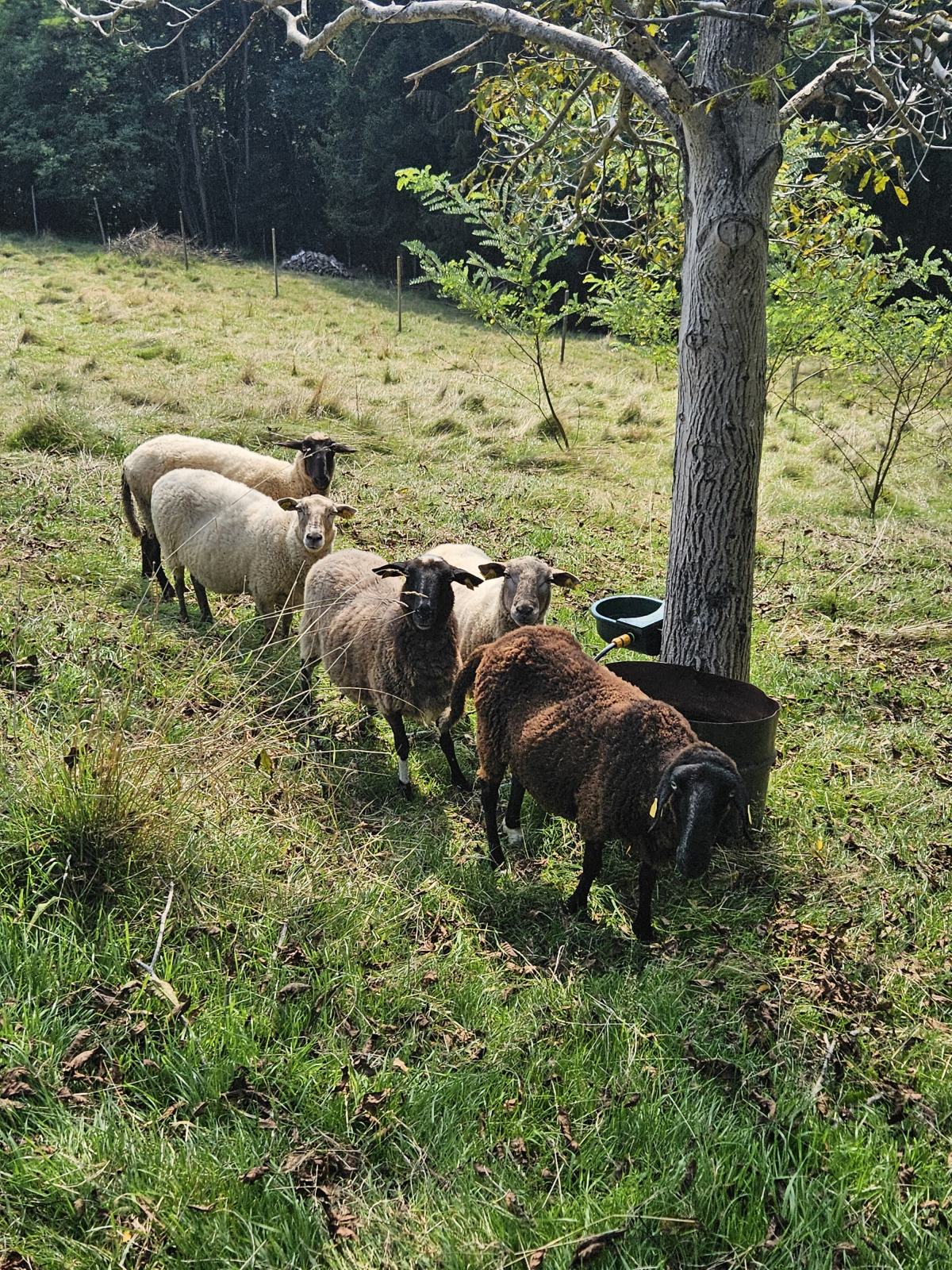Breje ovce ali menjam za krškopoljce