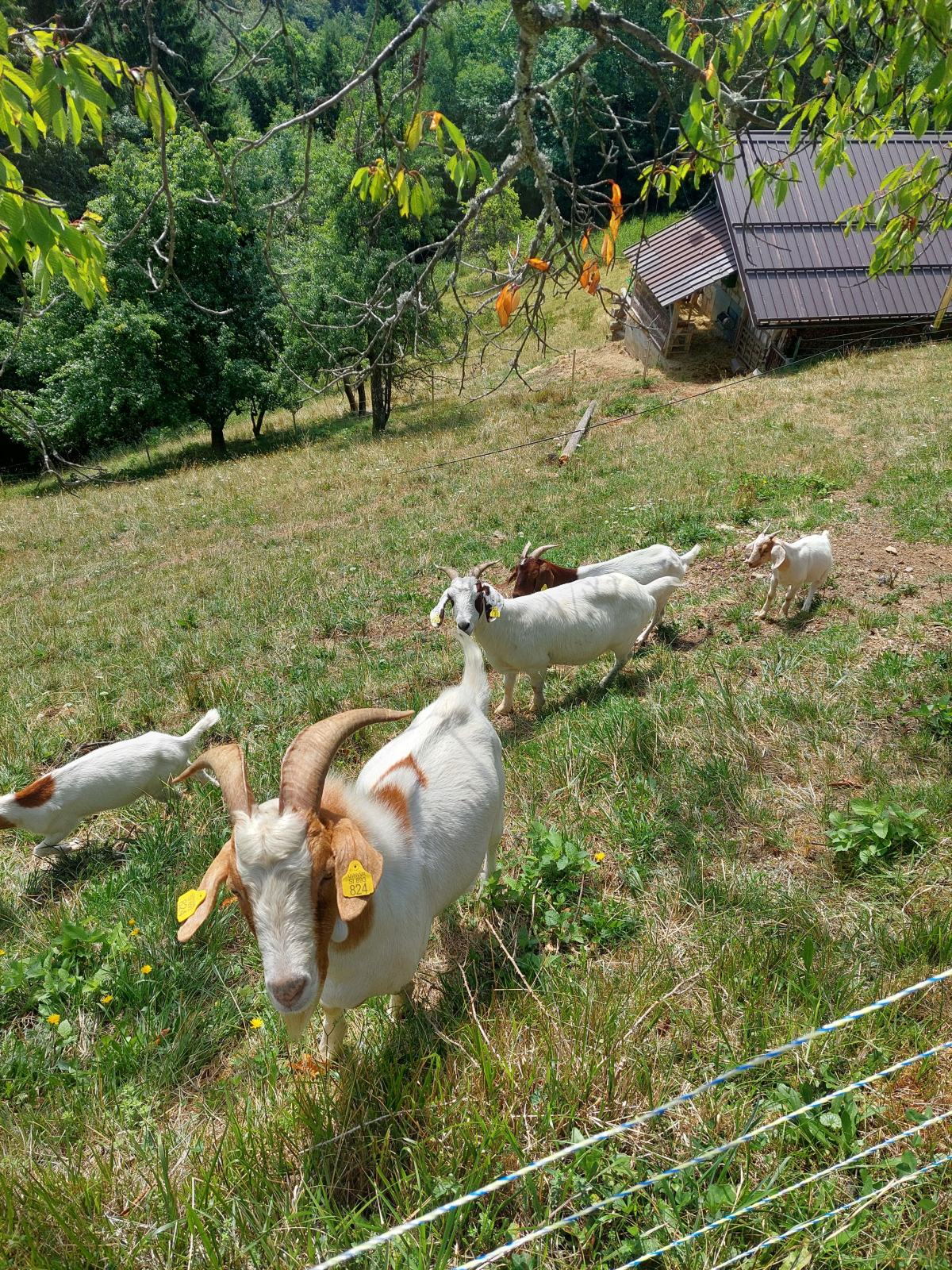 Burske koze - ekološka reja