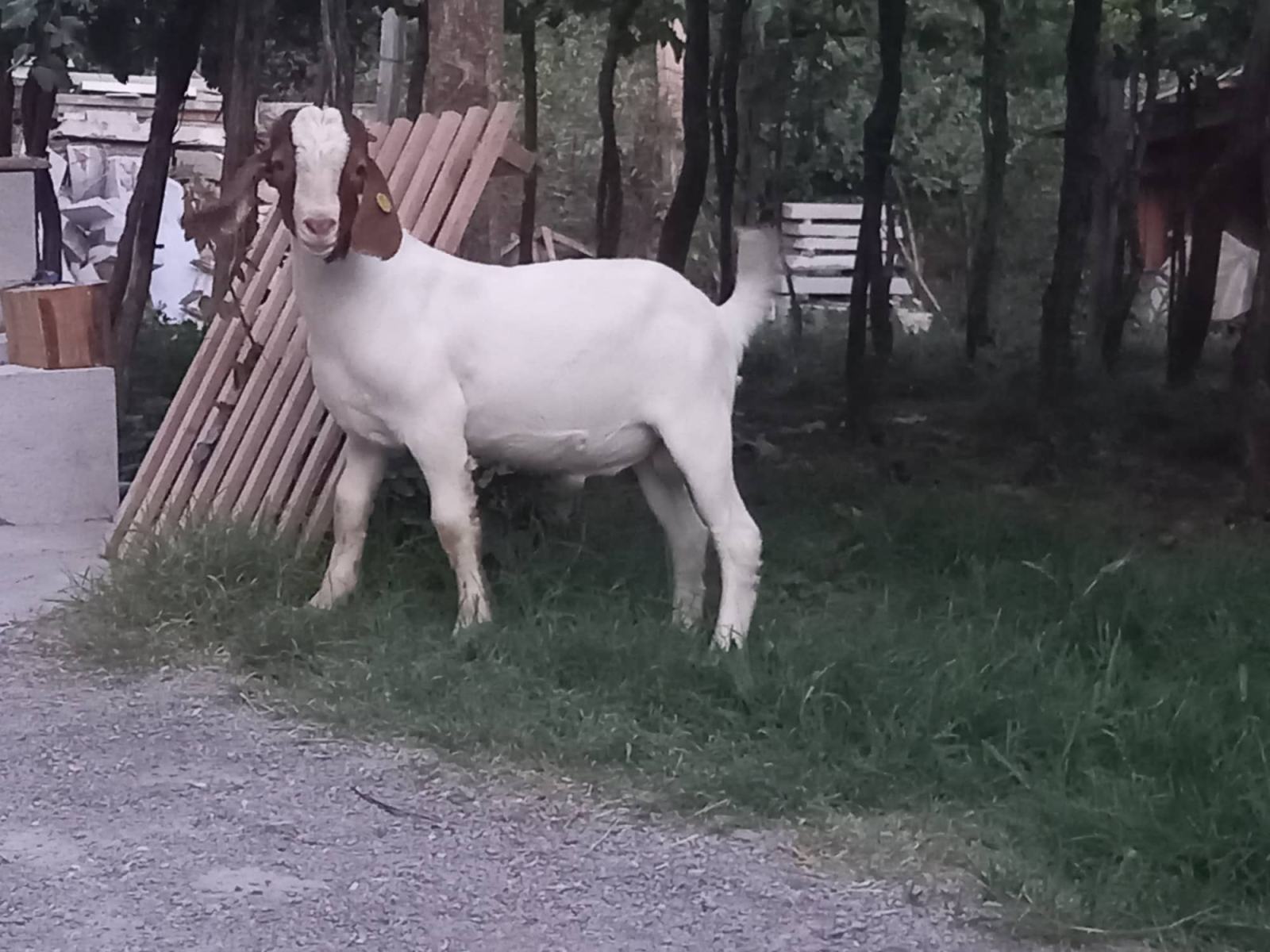 Burski kozliček, rodovniški, pleme