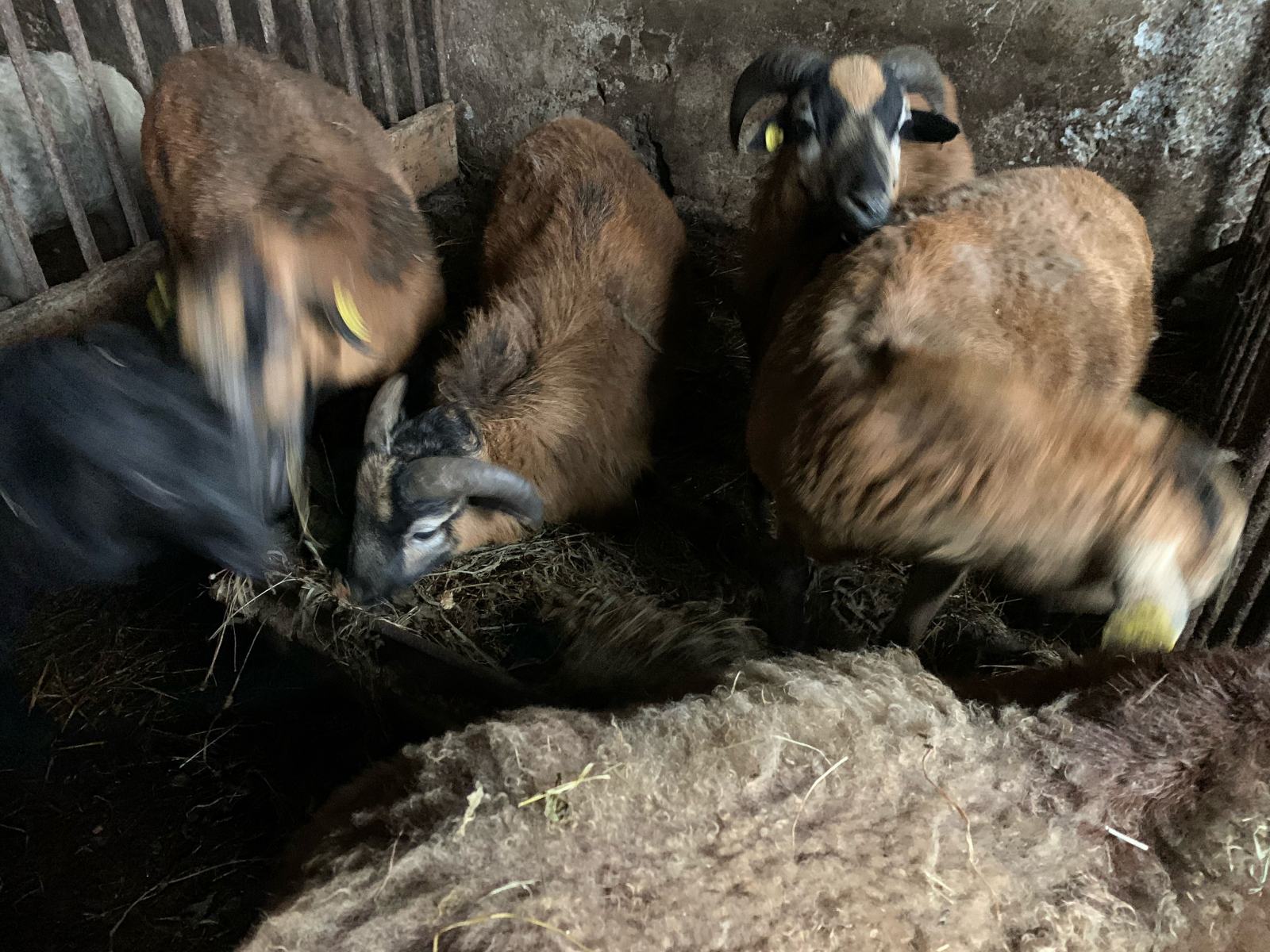 EKO Kamerunska Ovca / Oven