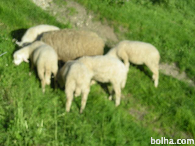 JAGENČKI, ovni za zakol ali nadaljno rejo