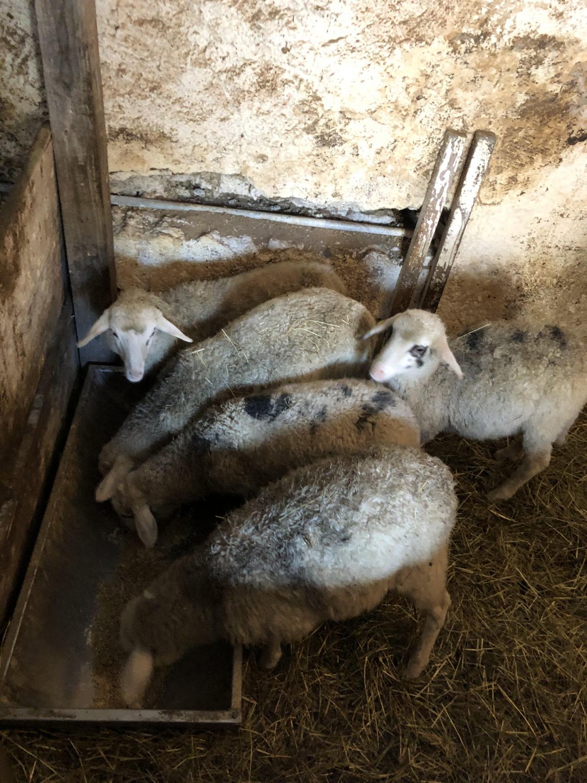 Jagnje, jagenček, ovca, oven