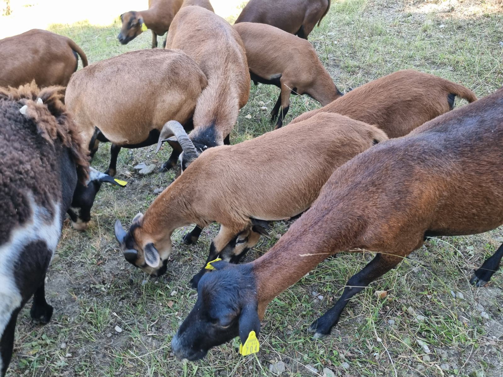 Jagnje kamerunske ovce prodam