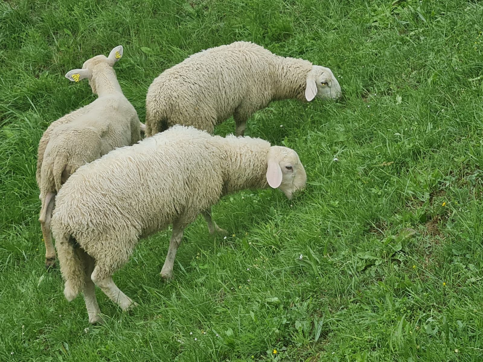 Jagnje/-ta za zakol ali nadaljno rejo