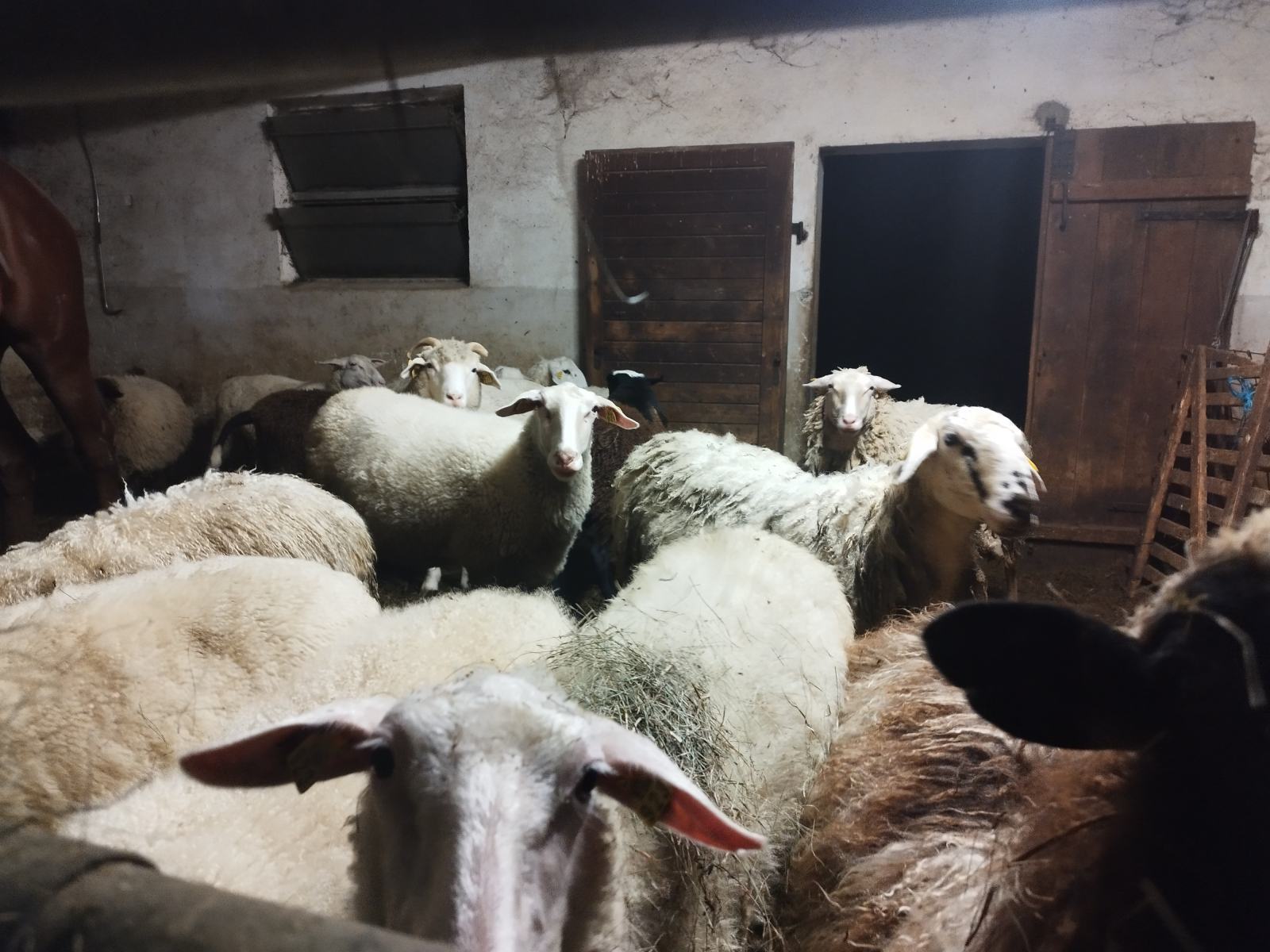 Ovce in oven VFB, kamerunska ovca