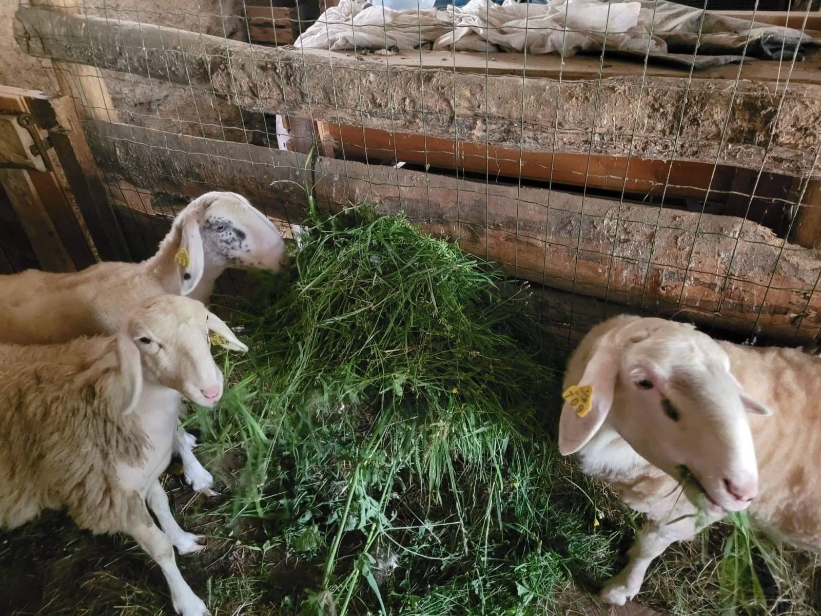 Jezersko solčavske ovce in oven