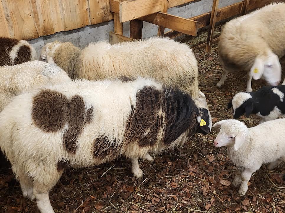JEZERSKO SOLČAVSKI OVEN, OVCA