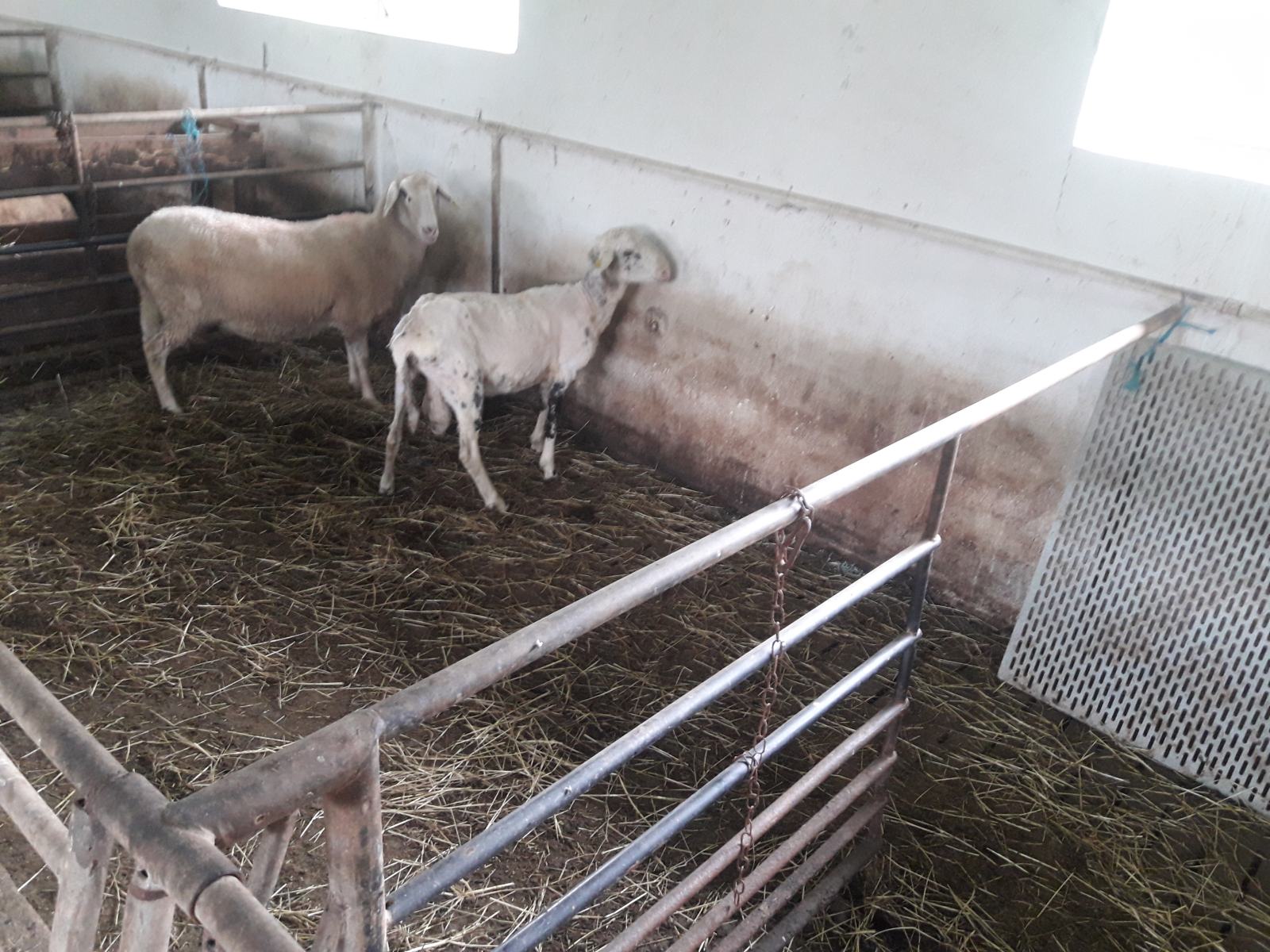 Jsr breje ovce mlade in romonovko prodam breje z texel ovnom