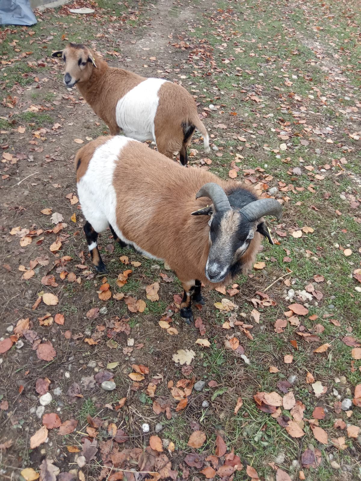 Kamerunska ovca in oven