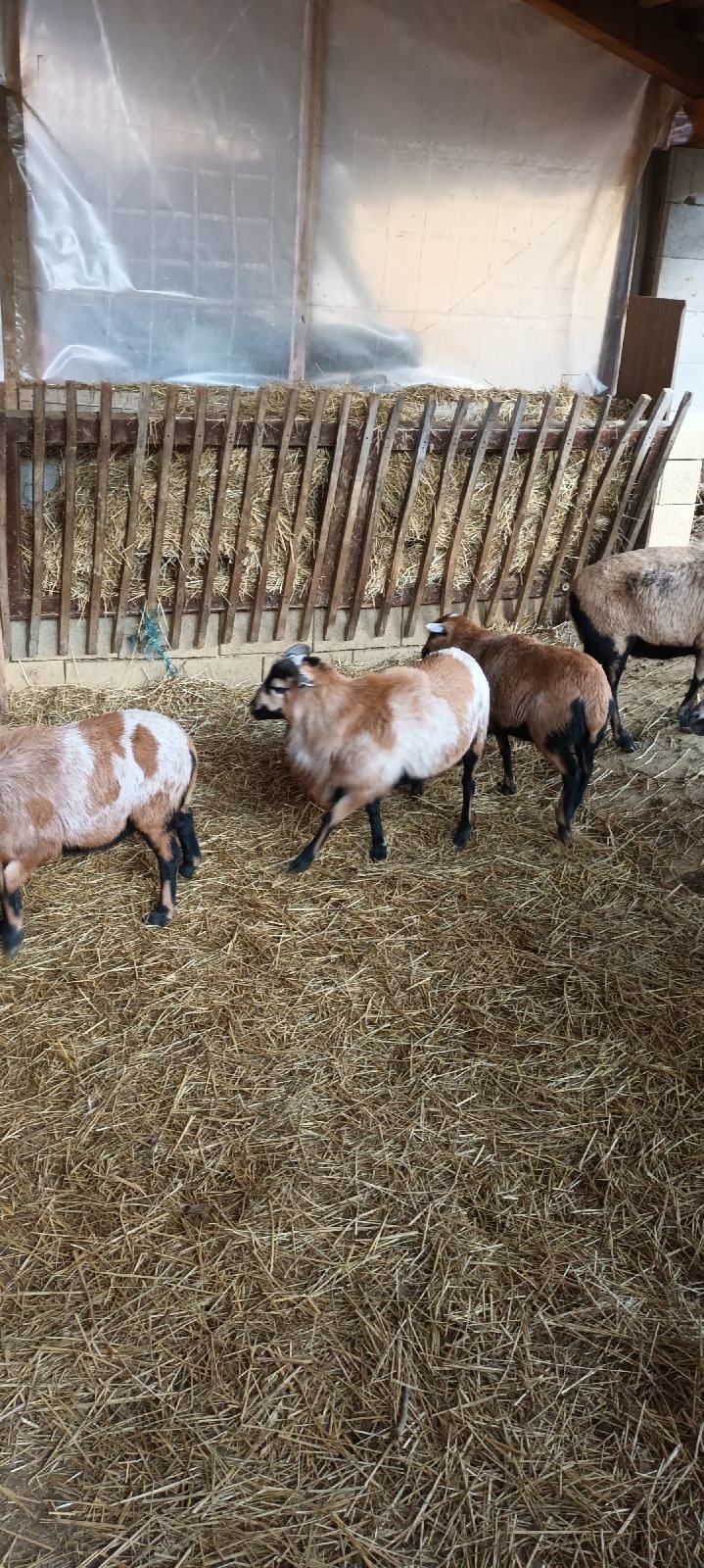 Kamerunska ovca in oven