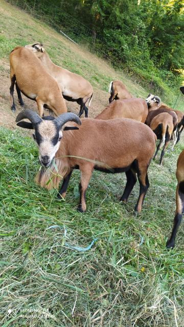 Kamerunska ovca, oven 3x