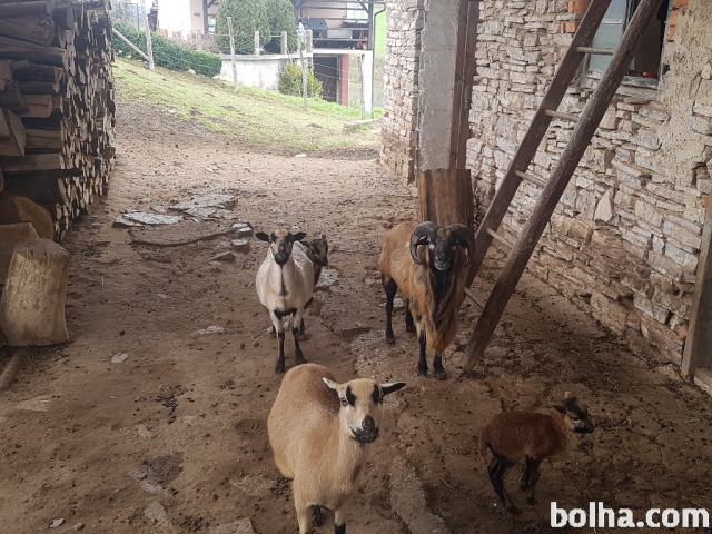 Kamerunska ovca, oven