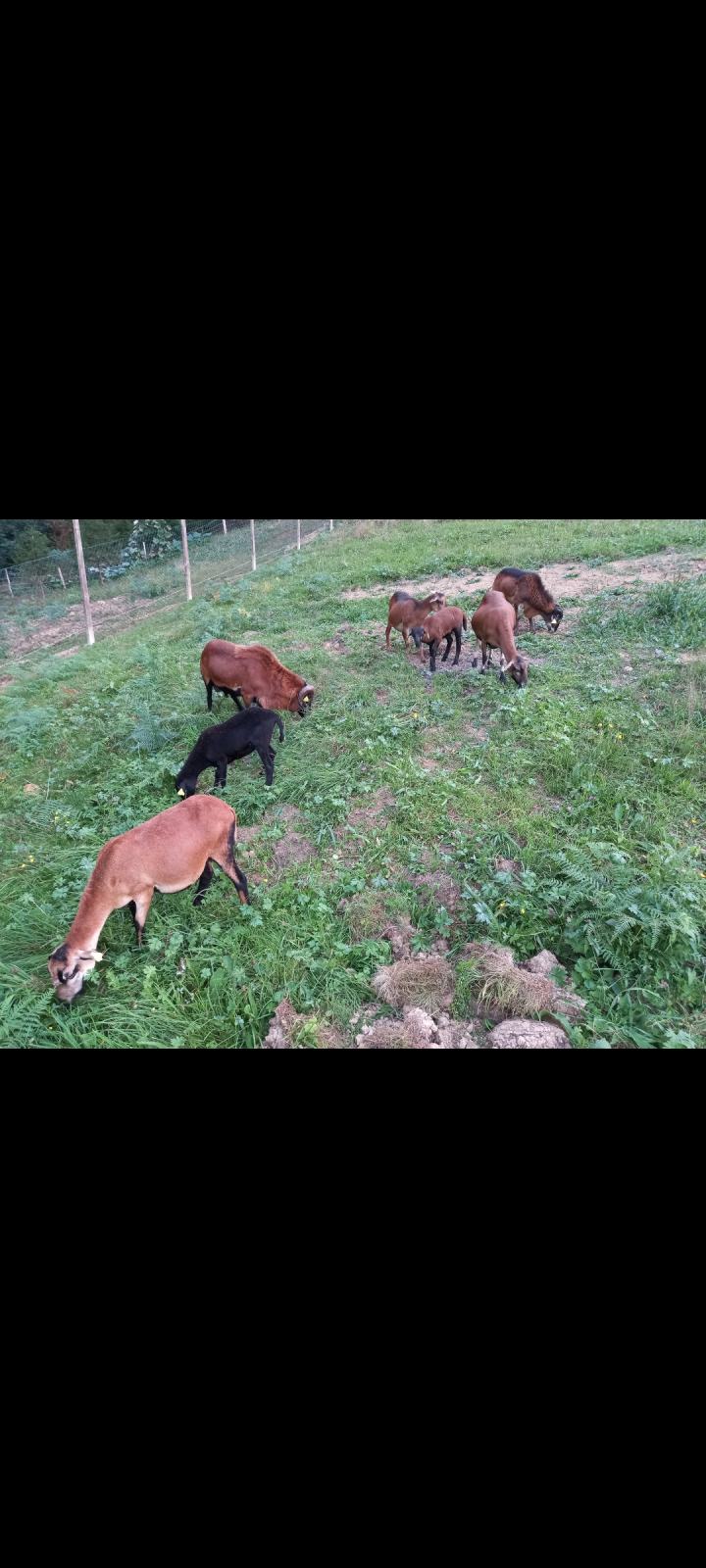 Kamerunska ovca, oven