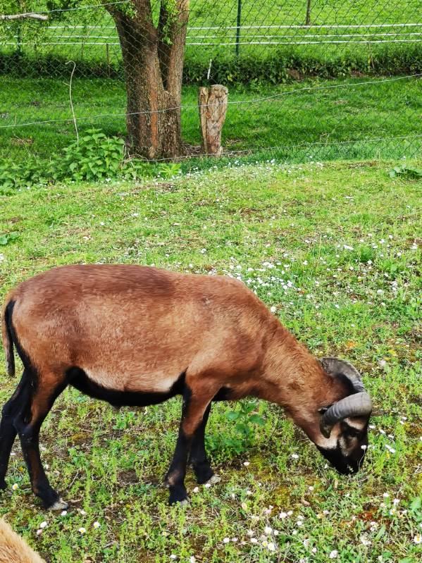 Kamerunska ovca / oven