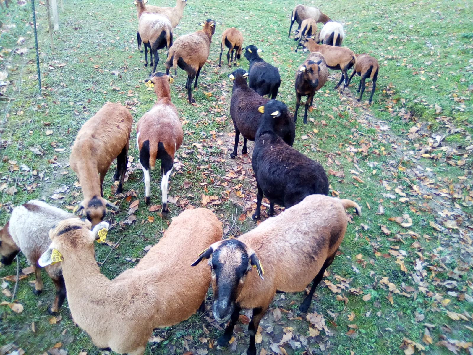 Kamerunske ovce,oven