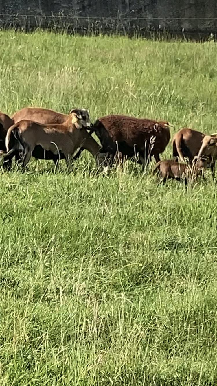 Kamerunske ovce - samec za razplod