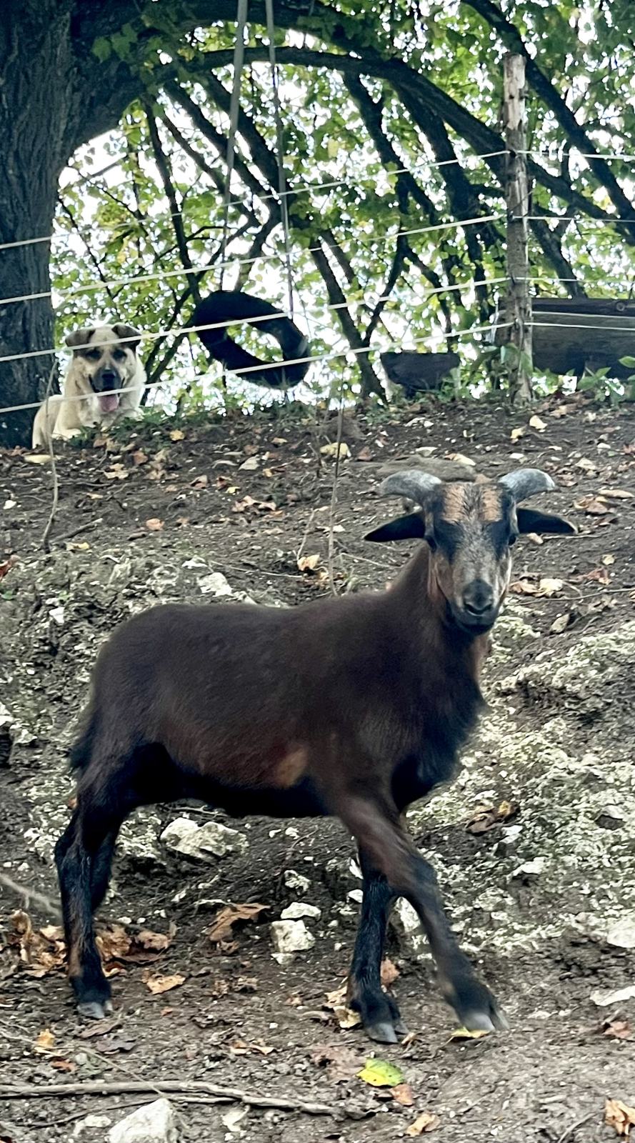 KAMERUNSKI ovca OVEN