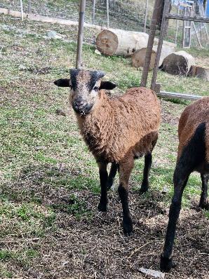 Kamerunski oven jagnje