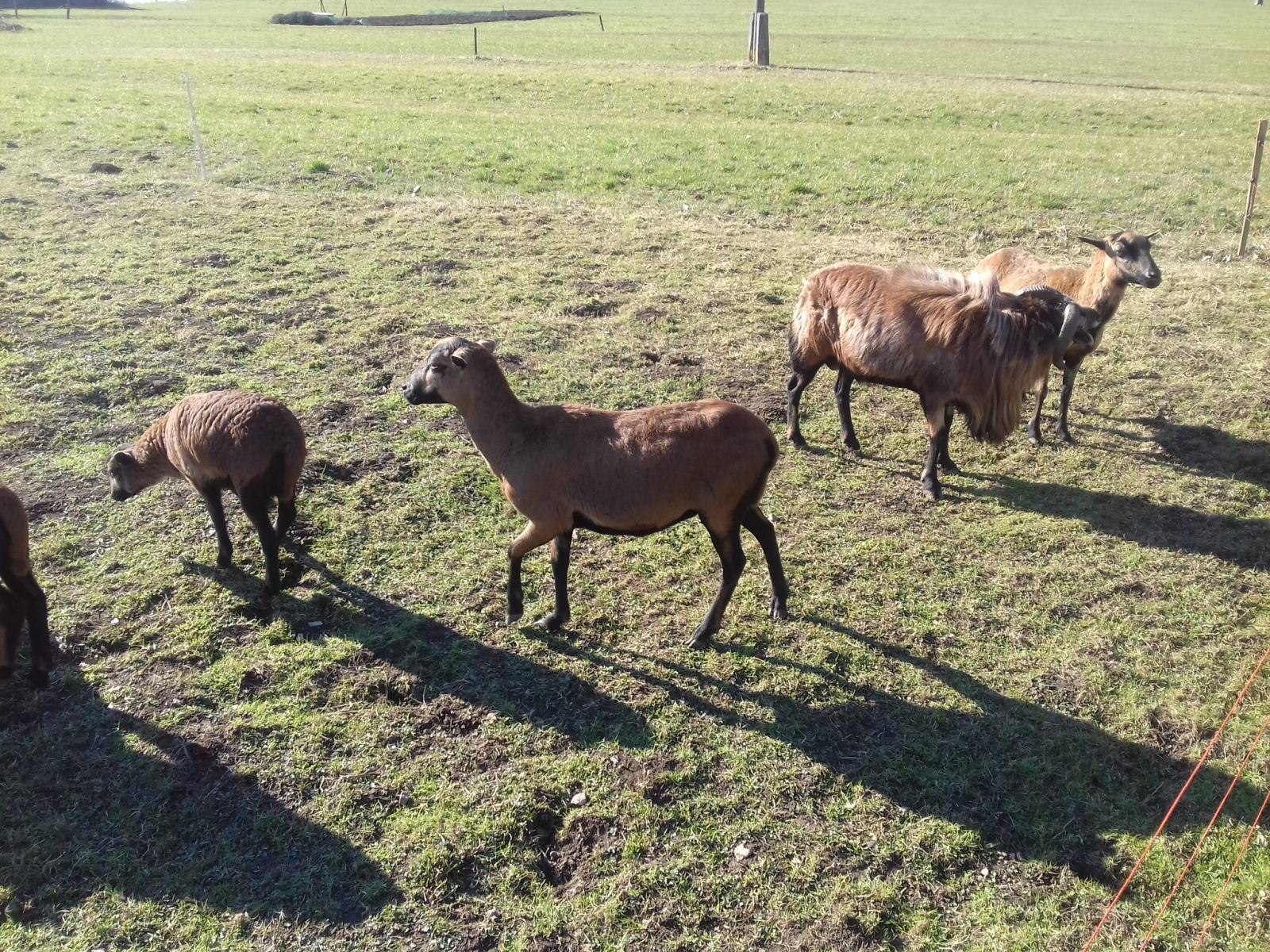 KAMERUNSKI OVEN, OVCA