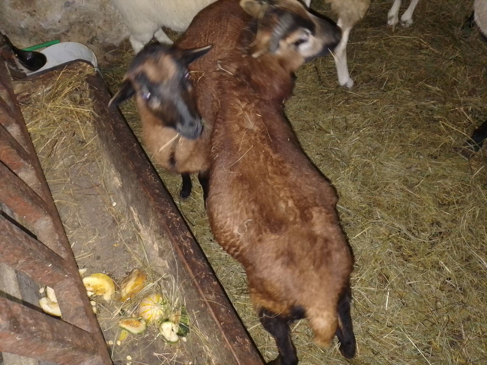 Kamerunski oven ovčka