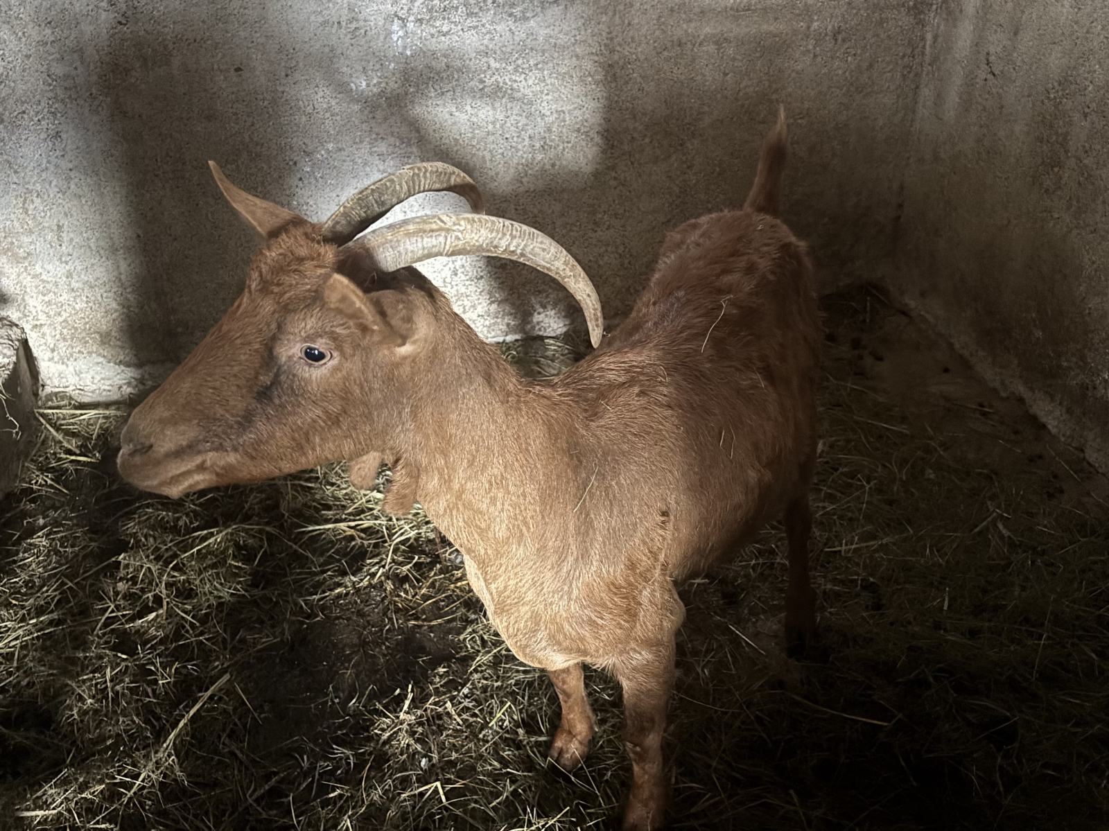 Koza - koze