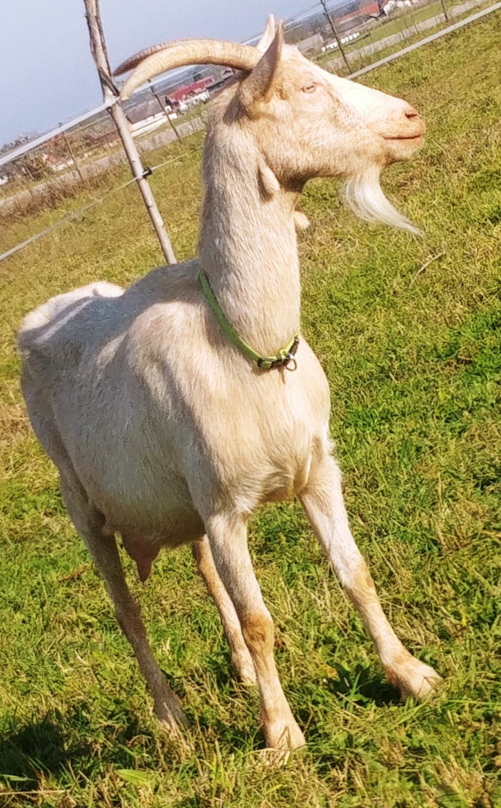 KOZA MLEKARICA SANSKA (BREJA)