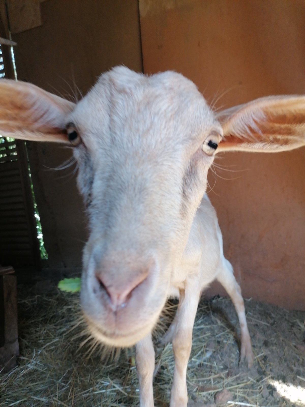 Koza
