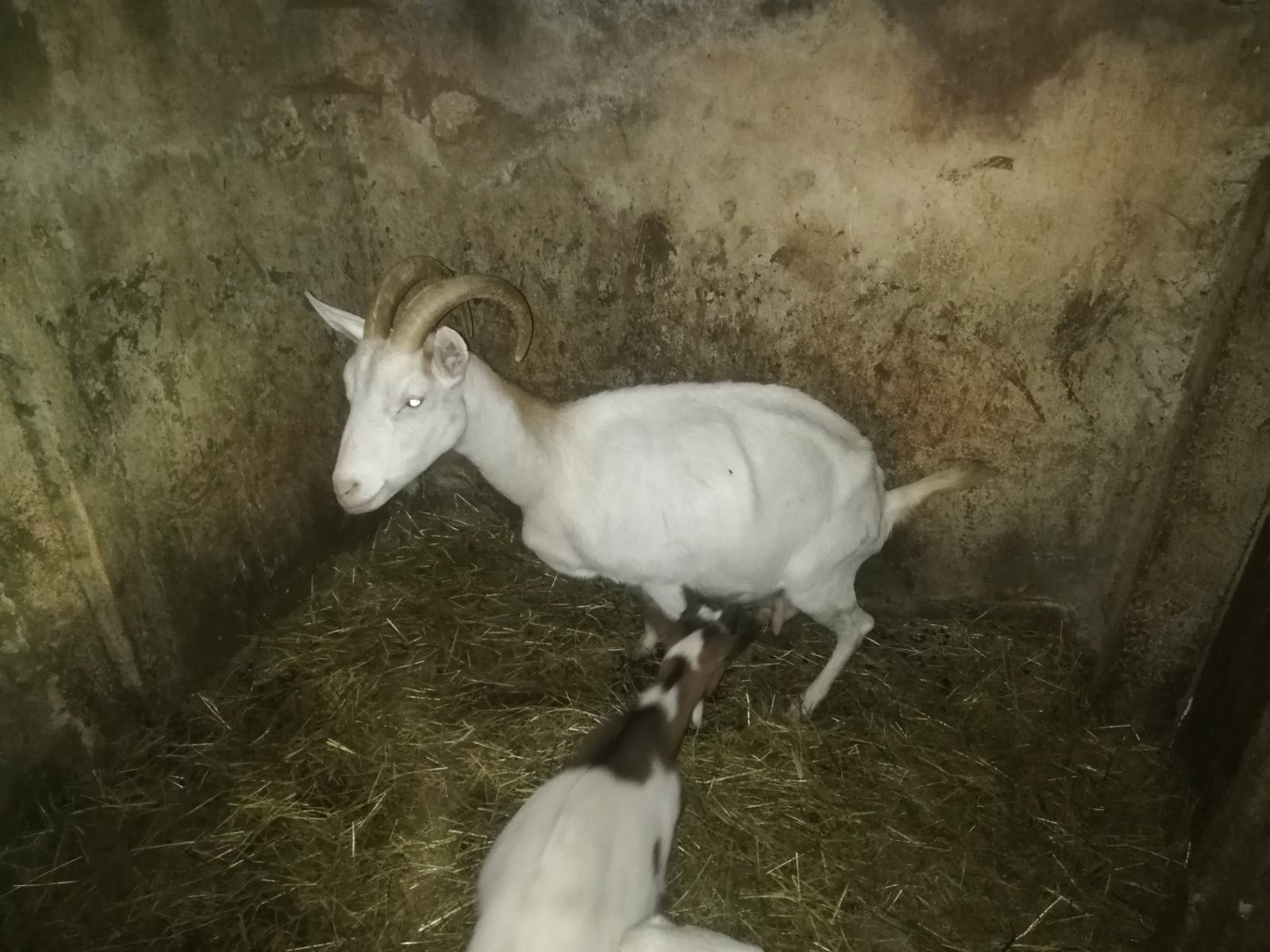 Koza za zakol ali rejo