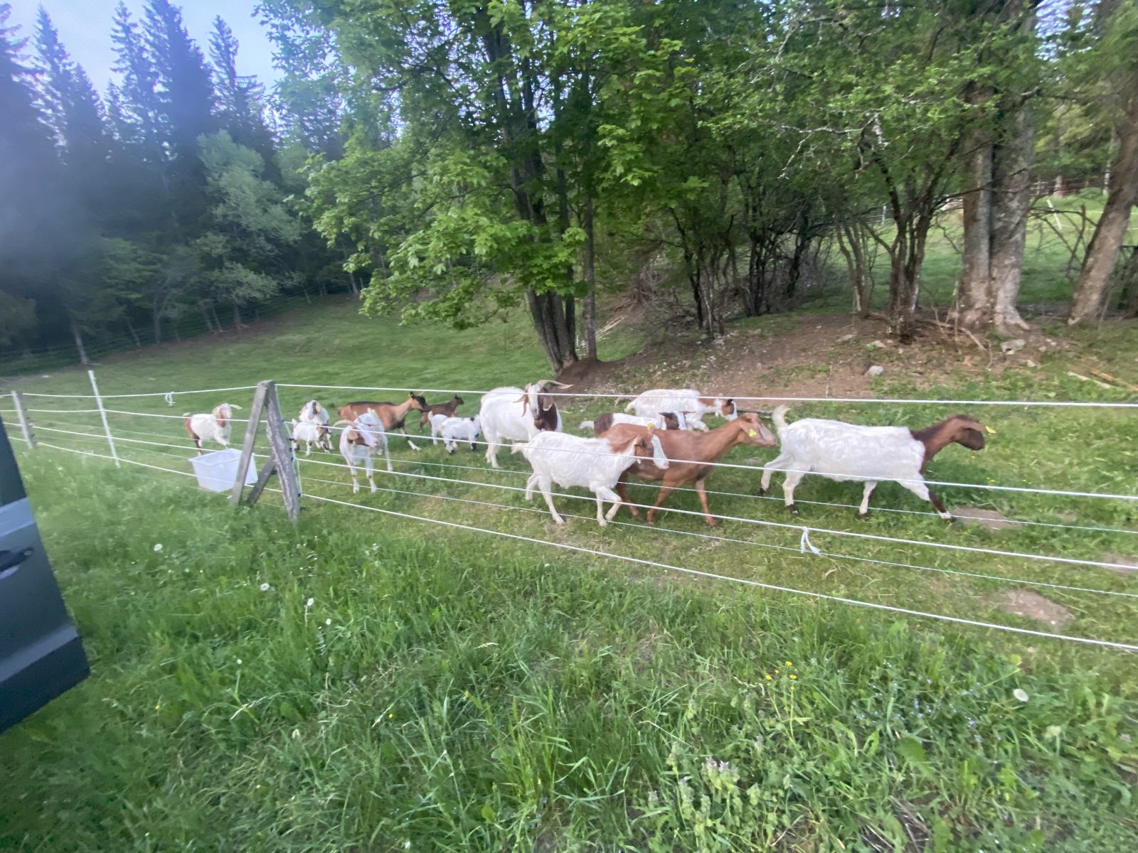 Koze po simbolični ceni