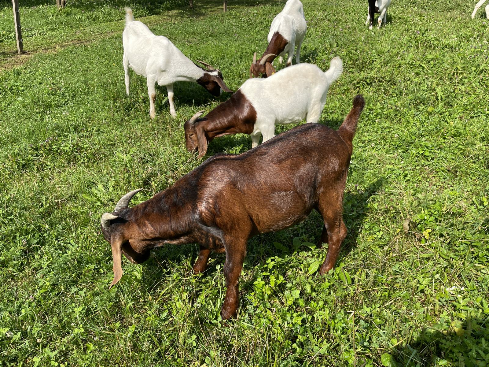 Kozlički za zakol ali nadaljnjo rejo