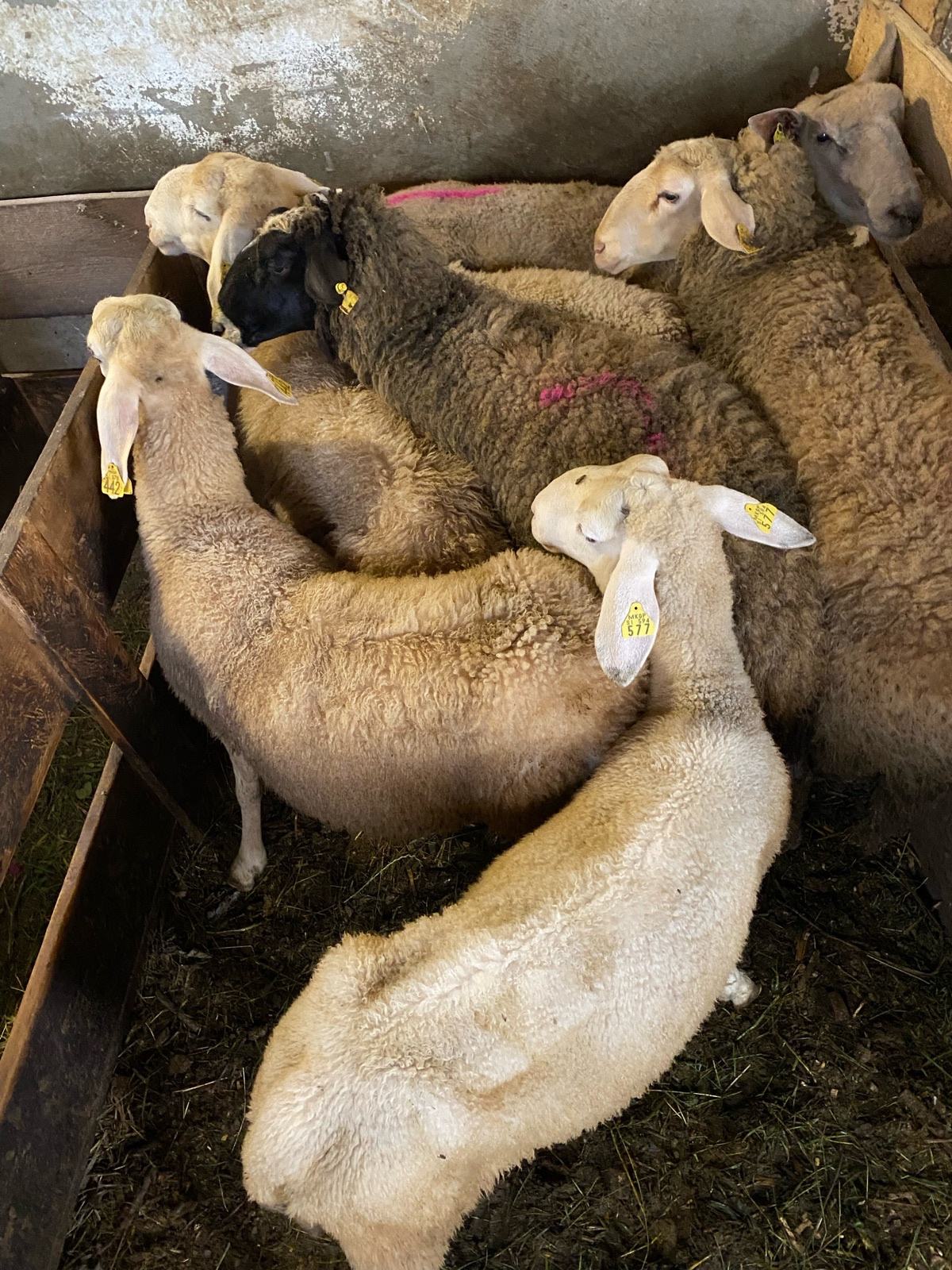 Kurban bajram ovce za zakol