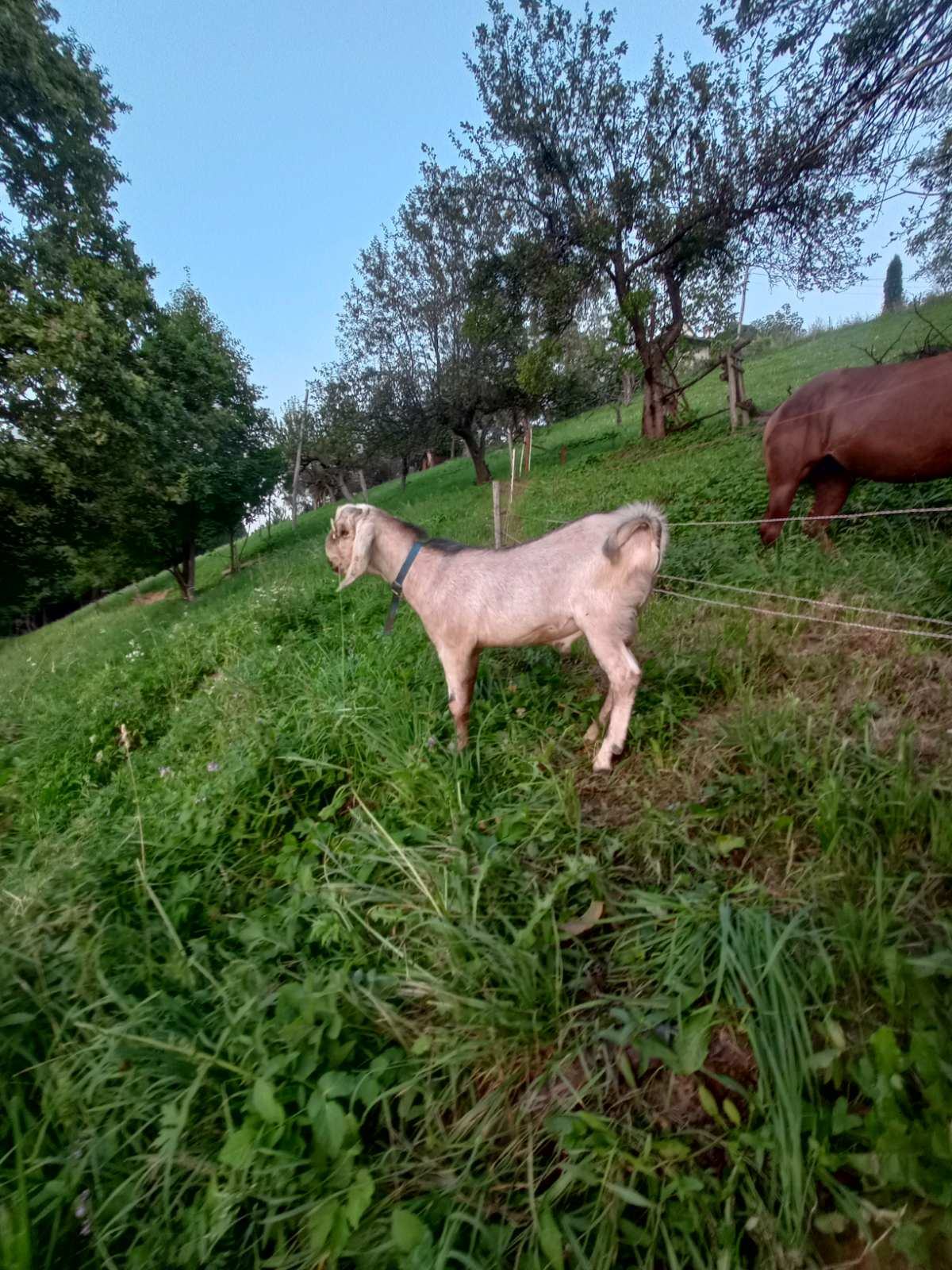Lokacija hiše: Zgornje Poljčane