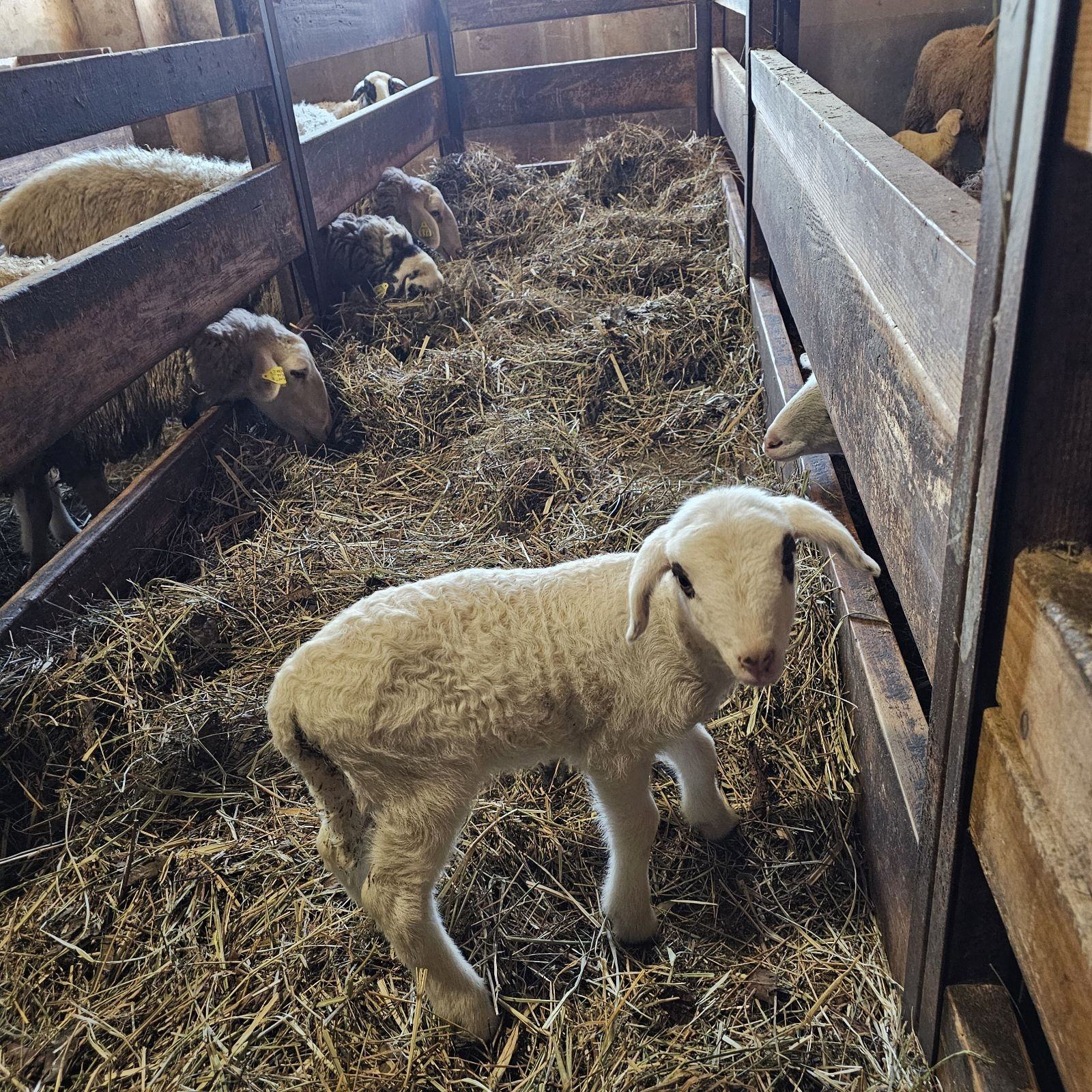 Malo jagnje (jagnjica)