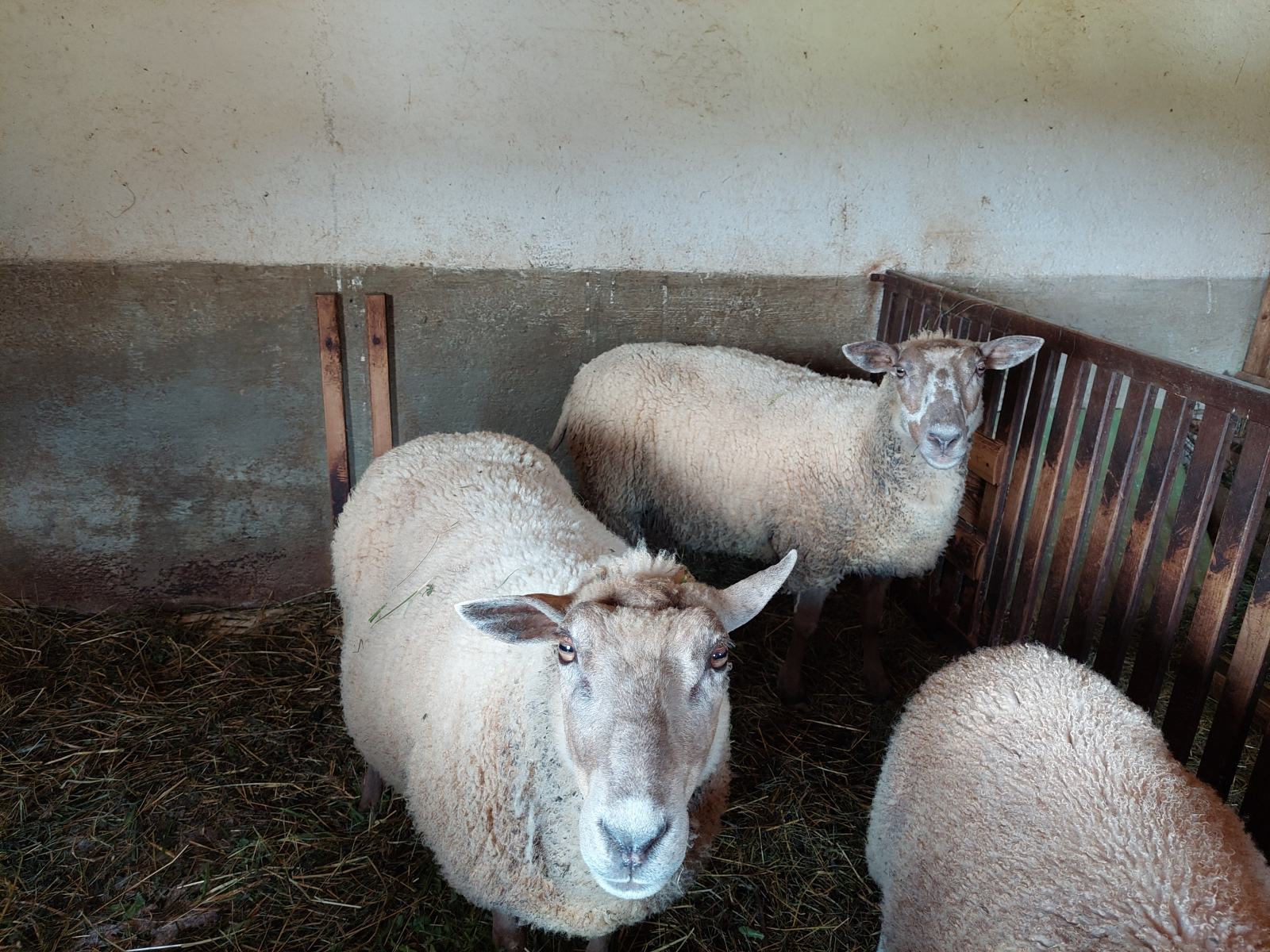 Menjam dve Texel ovci