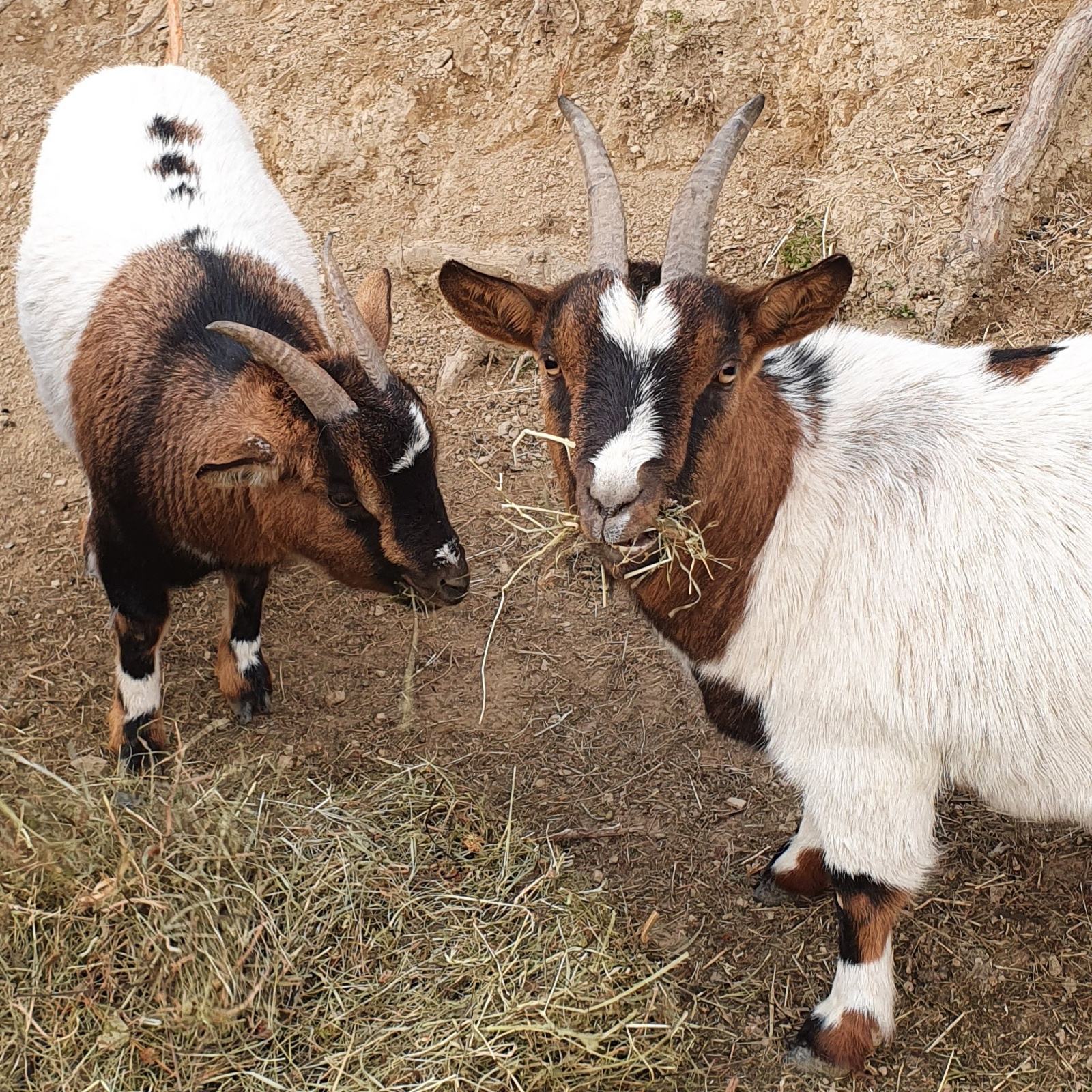 Mini koze himalajske